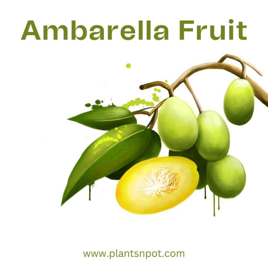 Ambarella Fruit Plant- Rare Imported | Plants N Pots- Indoor Outdoor ...
