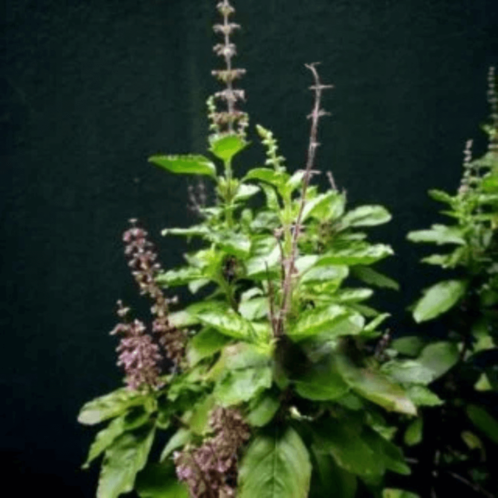 Tulsi Plant (Holy Basil) | Order Plants, Planters, Landscaping ...