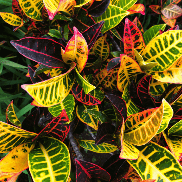 Croton | Codiaeum variegatum House Plant | Plants N Pots- Indoor ...