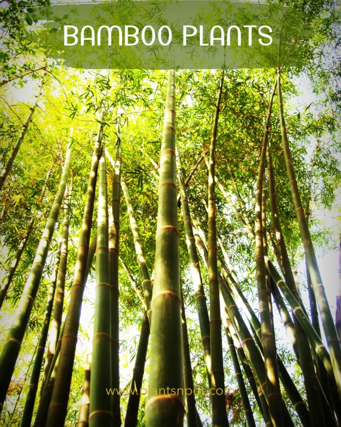 Bamboo Plants Karachi – Outdoor Privacy Wall & Landscaping