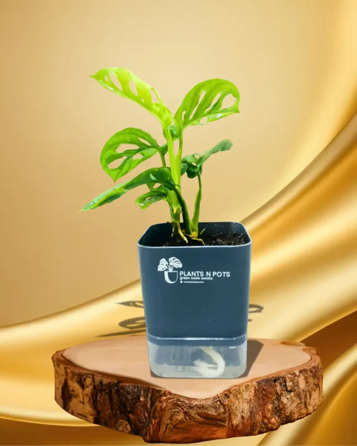 Monstera Plant with Self Watering Square Pot | Plants N Pots- Indoor ...