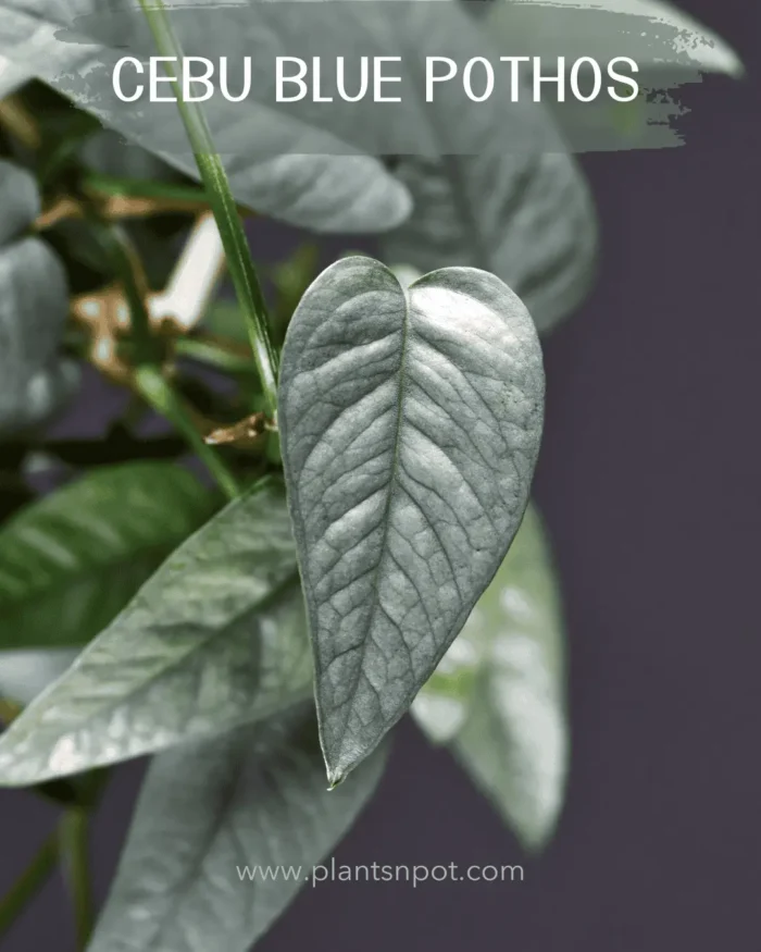Cebu Blue Pothos – Rare Indoor Trailing Plant