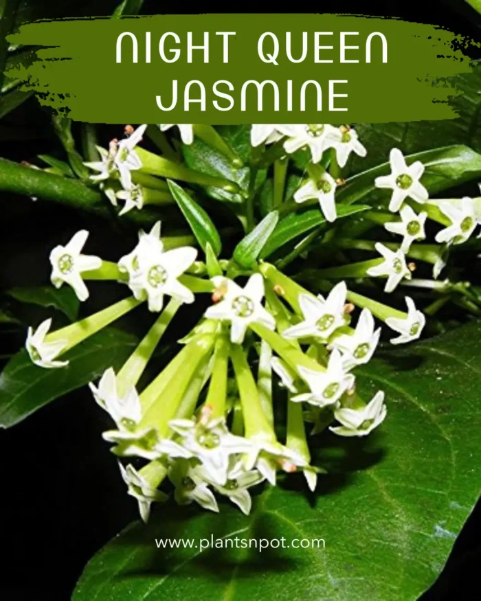 Night Blooming Jasmine | Plants N Pots- Indoor Outdoor Plants and ...