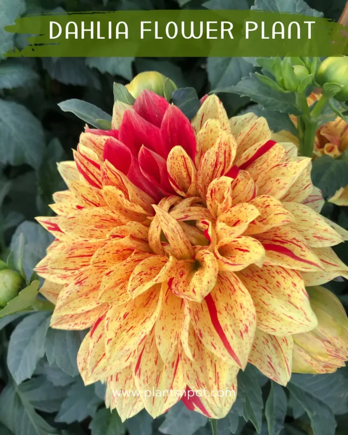 Dahlia Flower | Plants N Pots- Indoor Outdoor Plants and Landscape ...