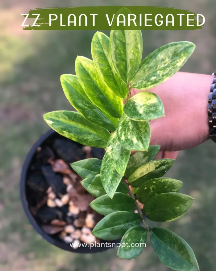 Variegated ZZ Plant | Rare Indoor Plant in Pakistan | Plants N Pots ...